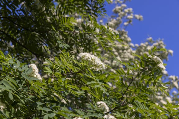 Rowan Flowers during Flowering in Spring Park Stock Image - Image of ...