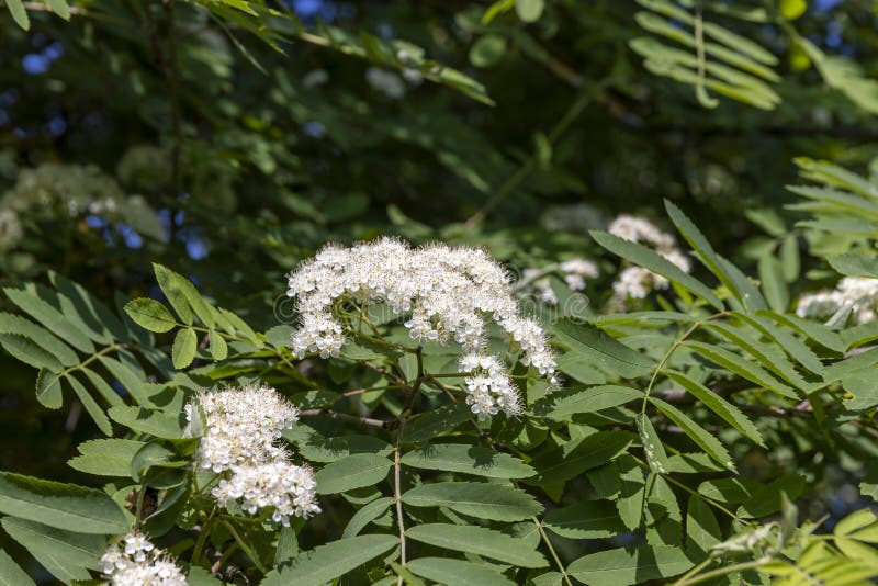 Rowan Flowers during Flowering in Spring Park Stock Photo - Image of ...