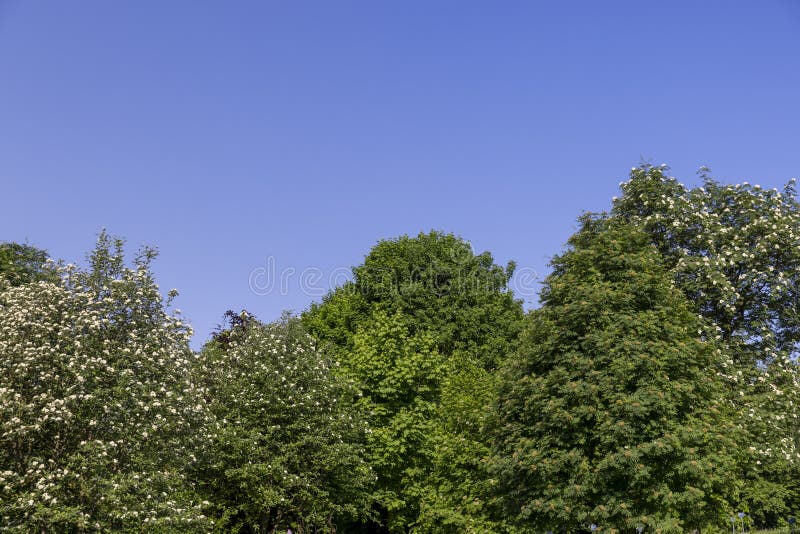 Rowan Flowers during Flowering in Spring Park Stock Photo - Image of ...