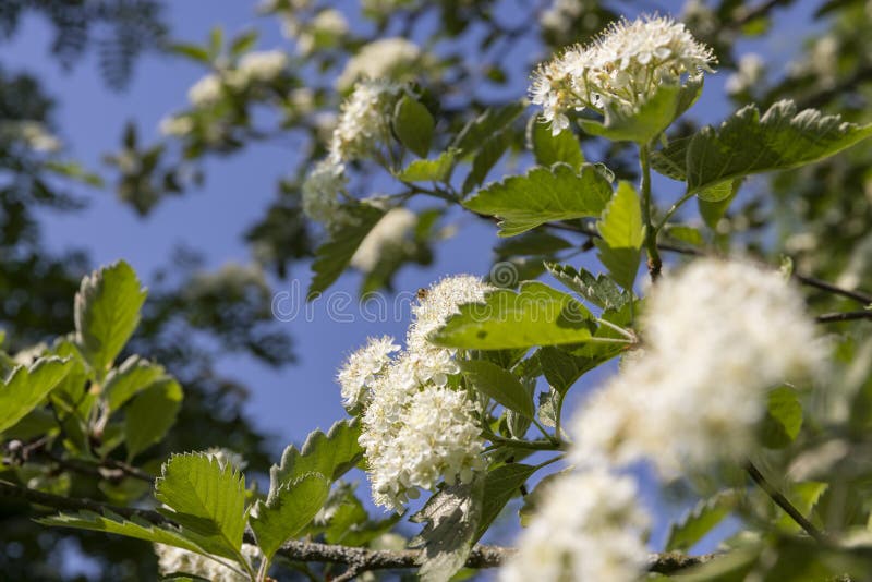 Rowan Flowers during Flowering in Spring Park Stock Photo - Image of ...