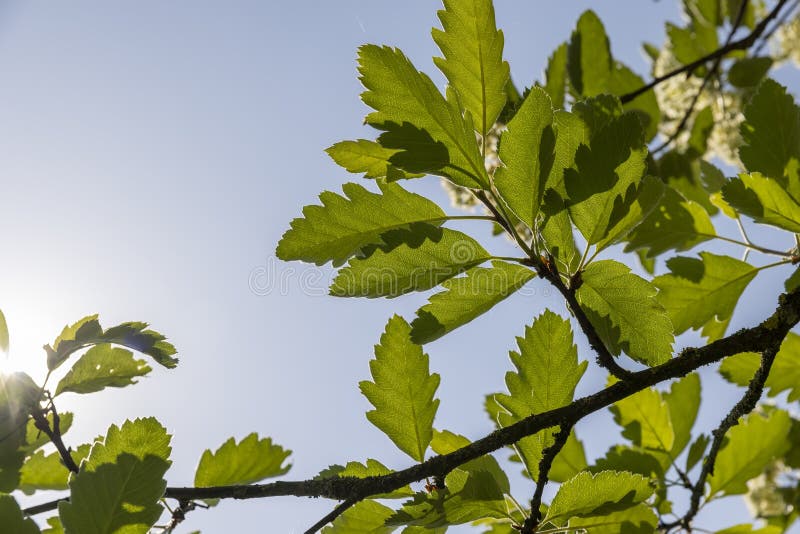 Rowan Flowers during Flowering in Spring Park Stock Image - Image of ...