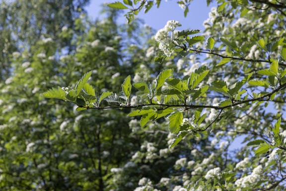 Rowan Flowers during Flowering in Spring Park Stock Photo - Image of ...