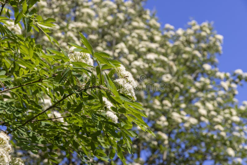Rowan Flowers during Flowering in Spring Park Stock Image - Image of ...