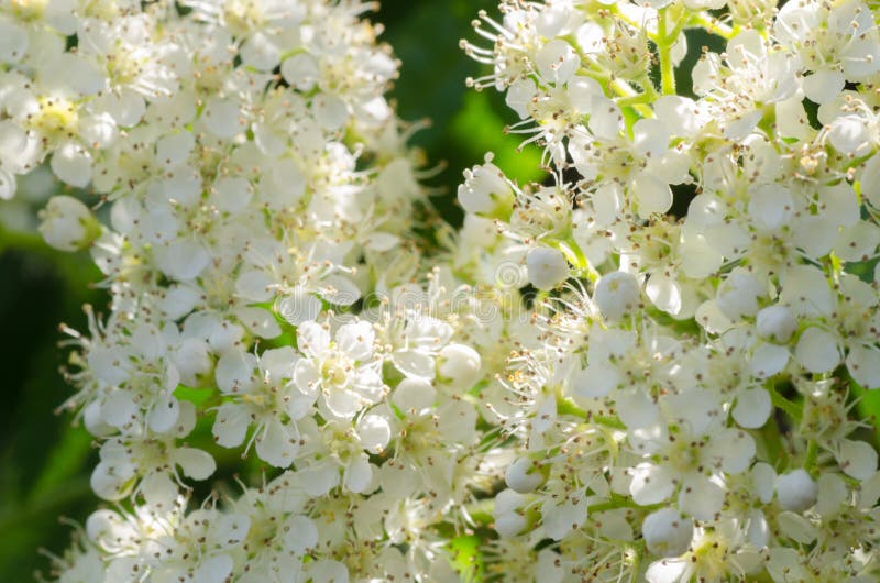 Rowan flowers stock image. Image of sringtime, blooming - 54201935