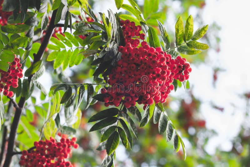 Rowan Fruit, Red-orange Color on a Blurred Background of Foliage Stock ...