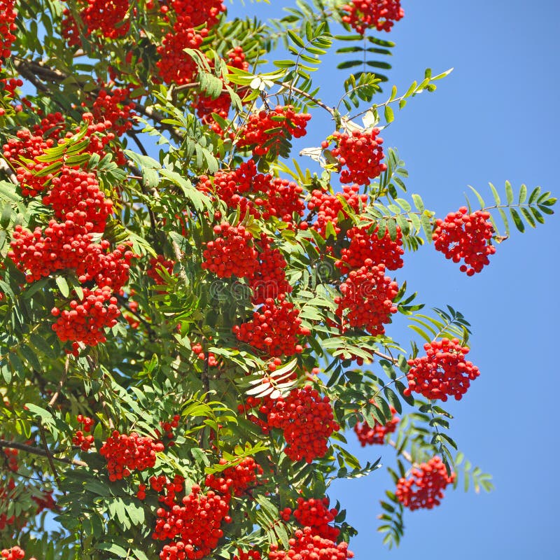 Rowan Fruit stock image. Image of plant, orange, fall - 44187985