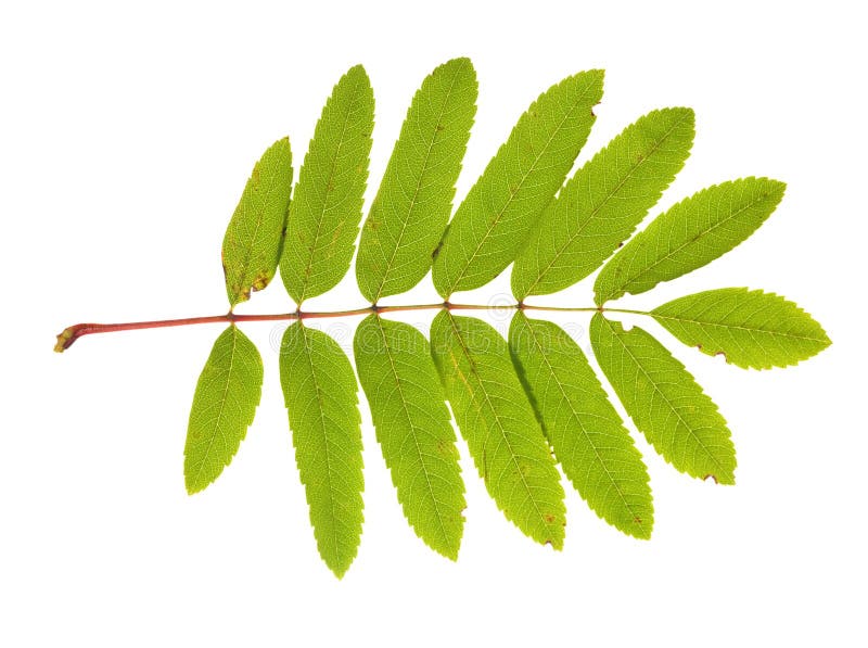 Rowan green leaves stock photo. Image of lawn, leaves - 11852206