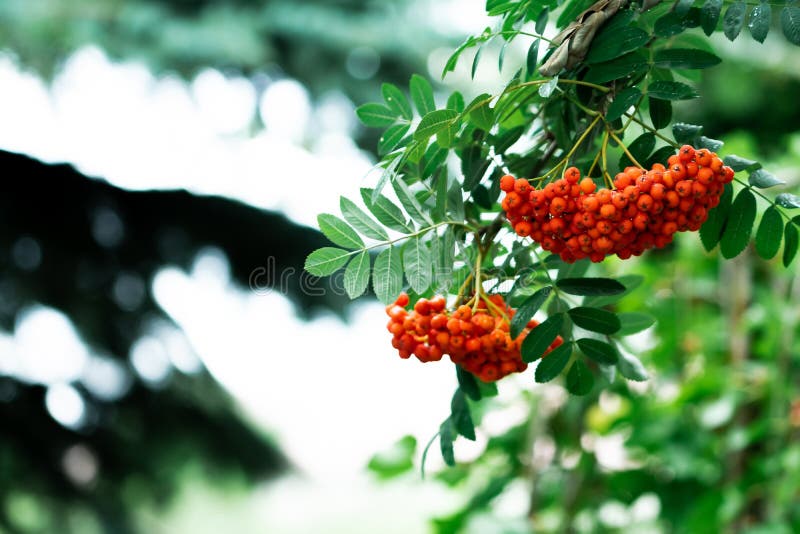 Rowan green tree stock photo. Image of blue, colors - 137340464