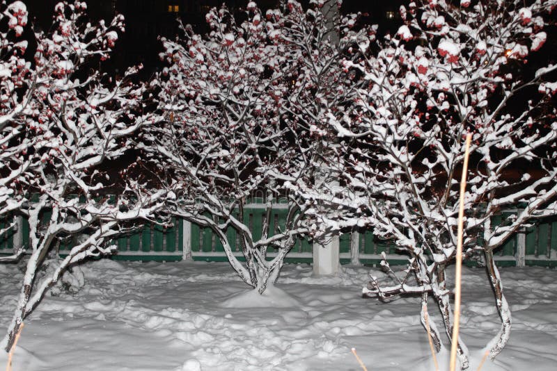 Rowan grove stock photo. Image of rowan, tree, weather - 84717960