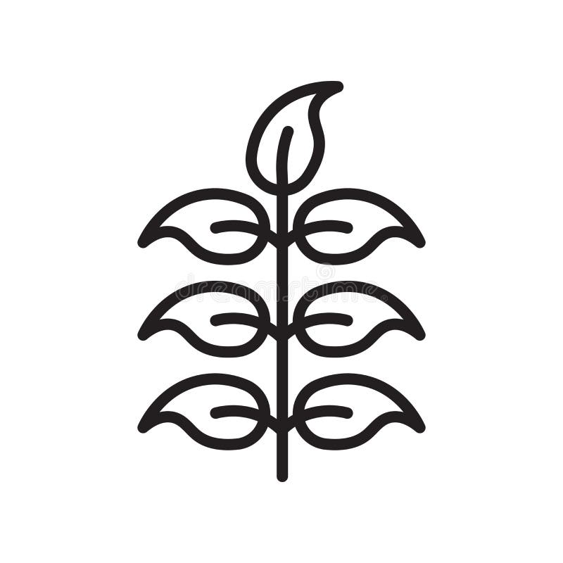 Rowan Icon Vector Sign And Symbol Isolated On White Background Stock ...