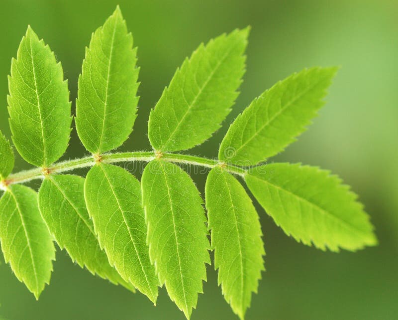 Rowan leaf stock image. Image of outdoors, flora, rowan - 5620365
