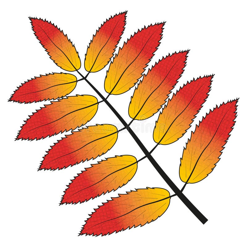 Rowan leaf, fall stock vector. Illustration of scenery - 312039549