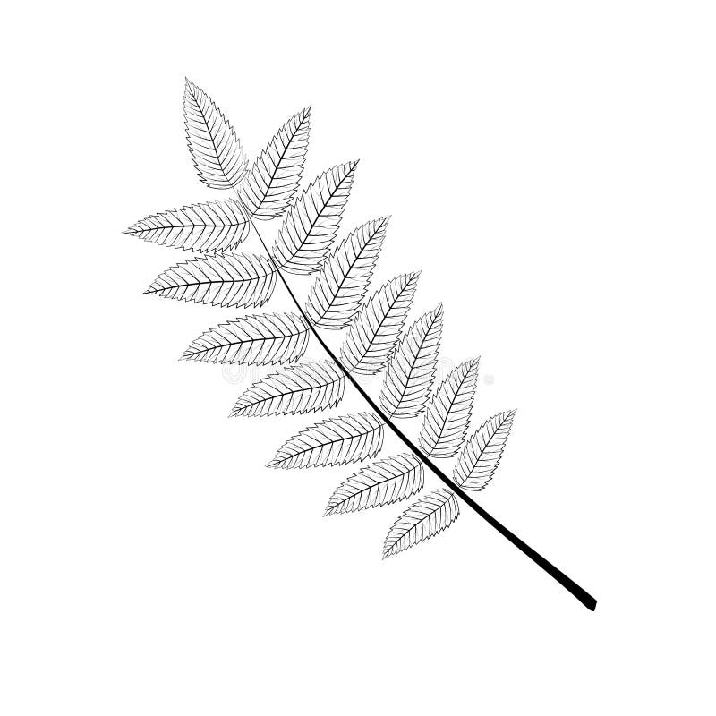 Rowan Leaf Sketch on a White Background. Contour for Coloring Stock ...
