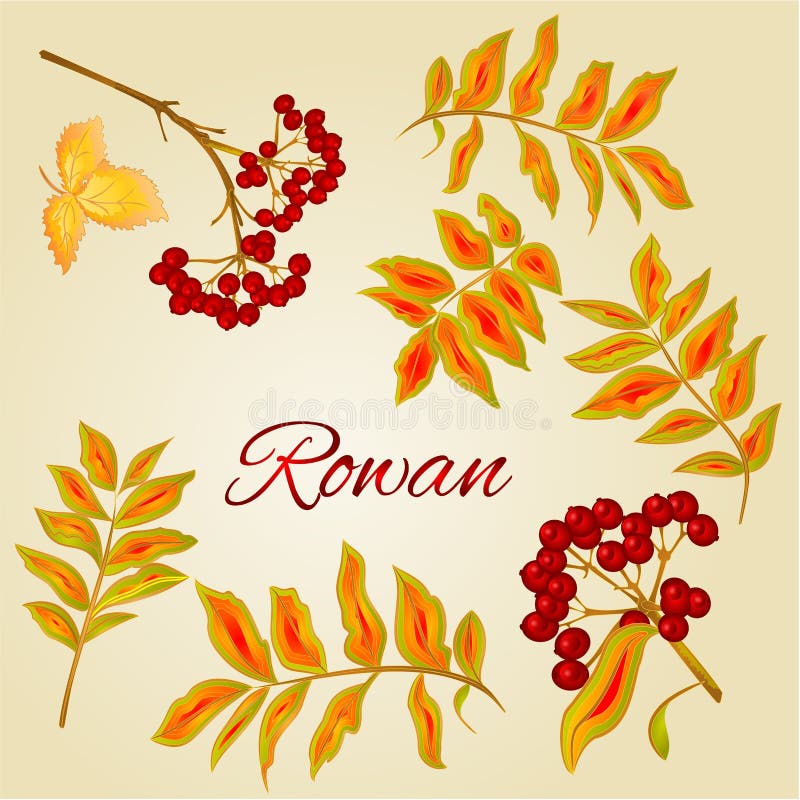 Rowan Leaves and Berries Vector Stock Vector - Illustration of fall ...