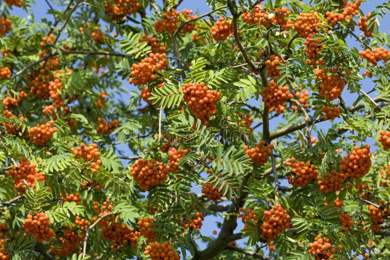 The Rowan Twig with Ripe Red Berries on a Tree Stock Photo - Image of ...