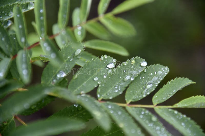 Rowan Leaves with Water Drops Close-up in Summer Stock Photo - Image of ...