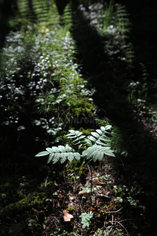 Rowan. stock image. Image of detail, vivid, stem, park - 72827197