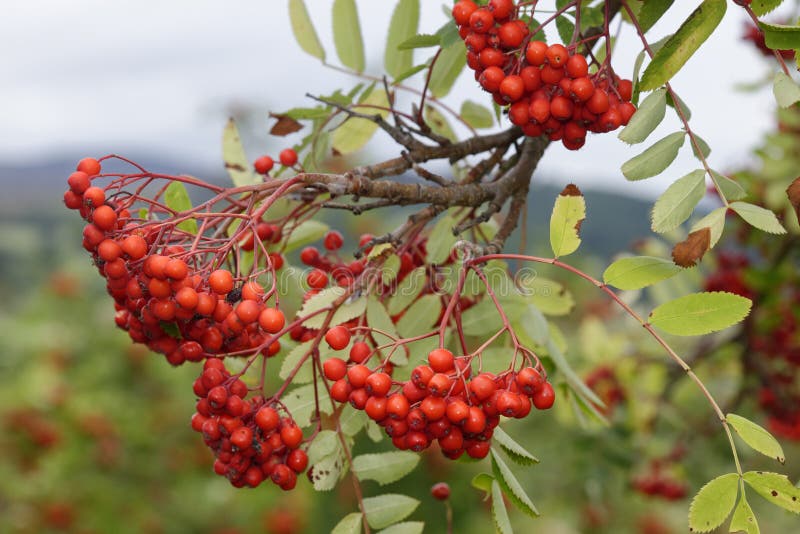 Rowan or Mountain Ash Fruit Stock Image - Image of aucuparia, highland ...