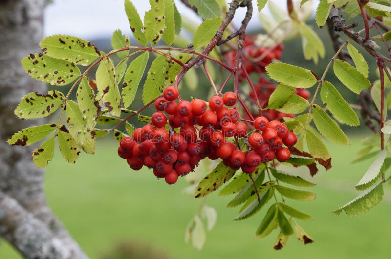 Rowan or Mountain Ash Fruit Stock Image - Image of fall, leaves: 132026099