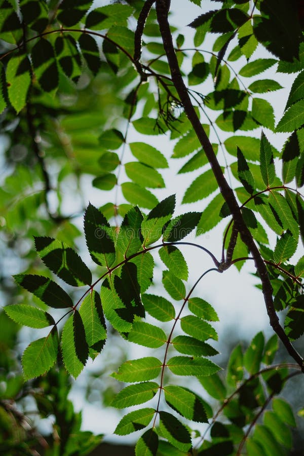 Rowan (Mountain Ash) Leaves Texture Stock Image - Image of spring ...