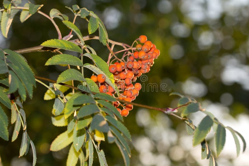 Rowan on nature stock photo. Image of fall, plant, cluster - 103857504