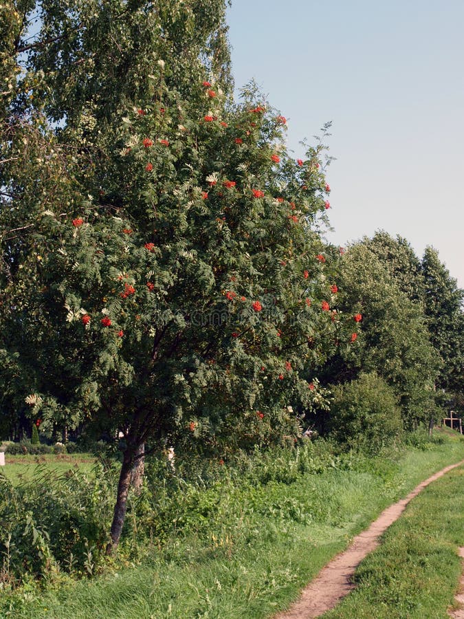 Rowan near path stock image. Image of autumn, growing - 30428305