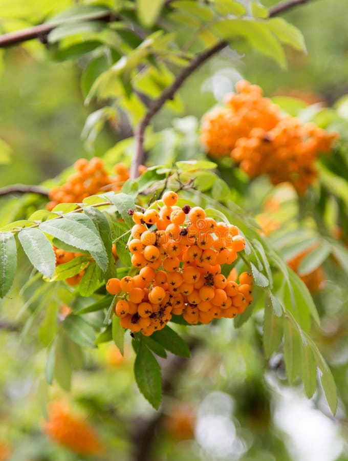 Rowan on nature stock image. Image of cluster, outdoors - 103857595
