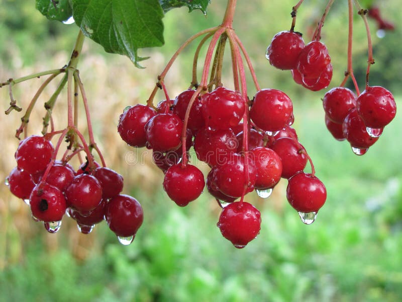 Rowan after rain stock photo. Image of drop, cherry, berry - 89472360