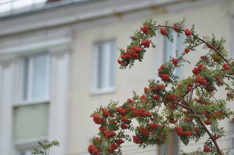 Rowan stock photo. Image of little, rowan, russia, nature - 93354062