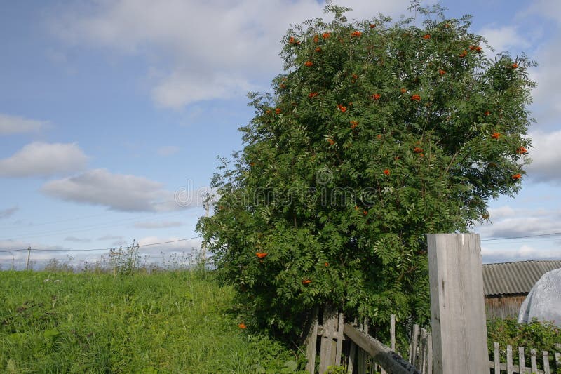 Rowan with red fruits stock photo. Image of forest, plant - 164371282
