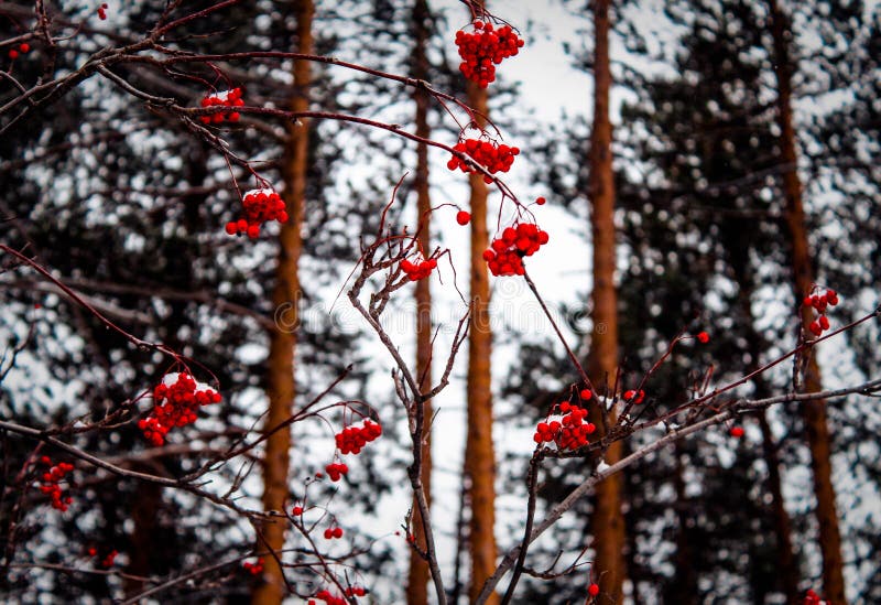 Rowan stock photo. Image of trees, europe, green, travels - 86365422