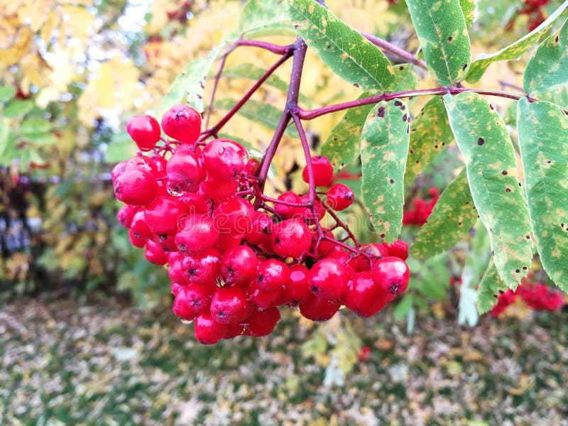 Rowan stock photo. Image of nature, frost, autumn, nonurban - 101684668