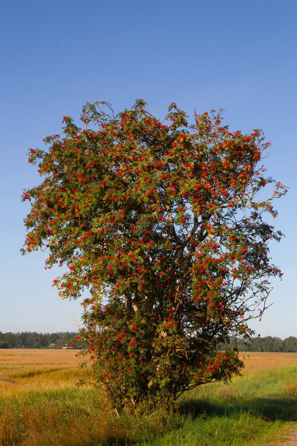 Rowan Shrub Full of Corymbs of Ripe Red Berries Stock Image - Image of ...