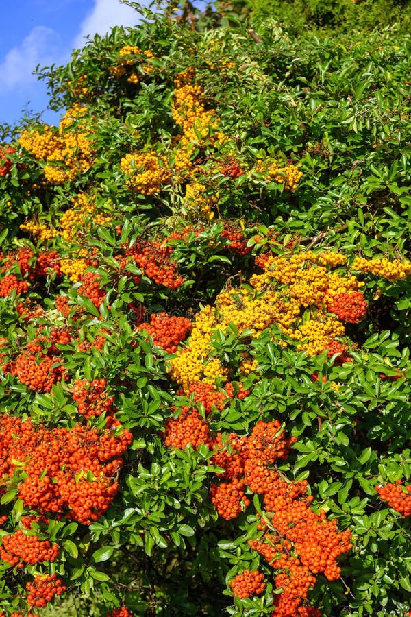 A Rowan Shrub Sorbus Aucuparia with Ripe Yellow and Orange Rowan ... A Rowan Shrub Sorbus Aucuparia with Ripe Yellow and Orange Rowan ...