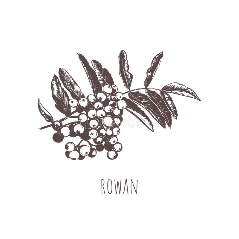 Rowan Sketch Vector Illustration. Stock Vector - Illustration of ...