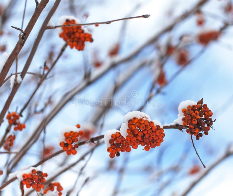 Rowan in the snow. stock photo. Image of ashberry, cool - 48067736