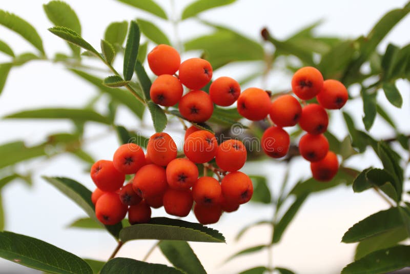 Rowan Sorbus aucuparia stock image. Image of fruit, aucuparia - 93499059