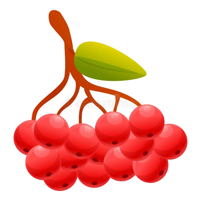 Fruit Sorbus Stock Illustrations – 323 Fruit Sorbus Stock Illustrations ...