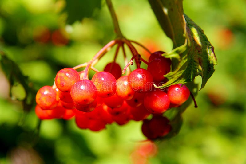 Rowan sprig stock photo. Image of berry, bunch, plant - 49399792