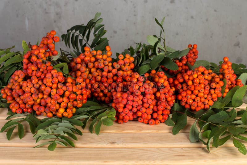 Rowan stock photo. Image of nature, ripe, plant, isolated - 76525354