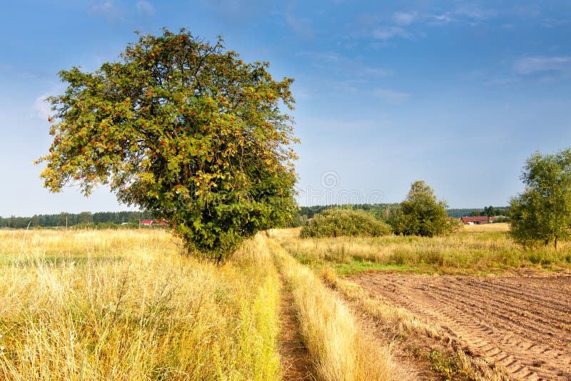 Rowan stock image. Image of landscape, nature, wheat - 45465287