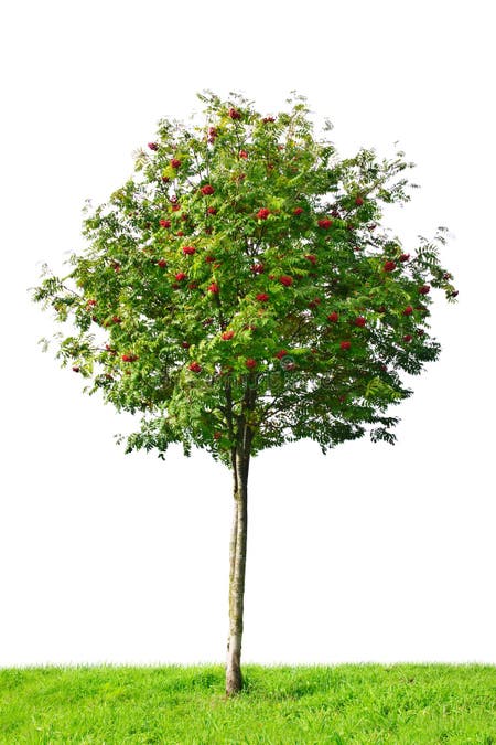 Rowan tree stock image. Image of object, plant, solitary - 11407125