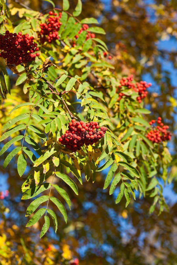 Rowan tree stock photo. Image of green, bright, view - 16494214