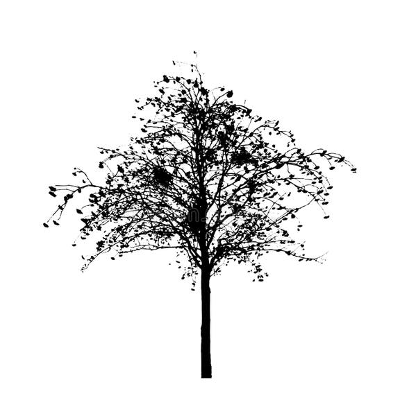 Young Rowan Tree Stock Illustrations – 76 Young Rowan Tree Stock ...