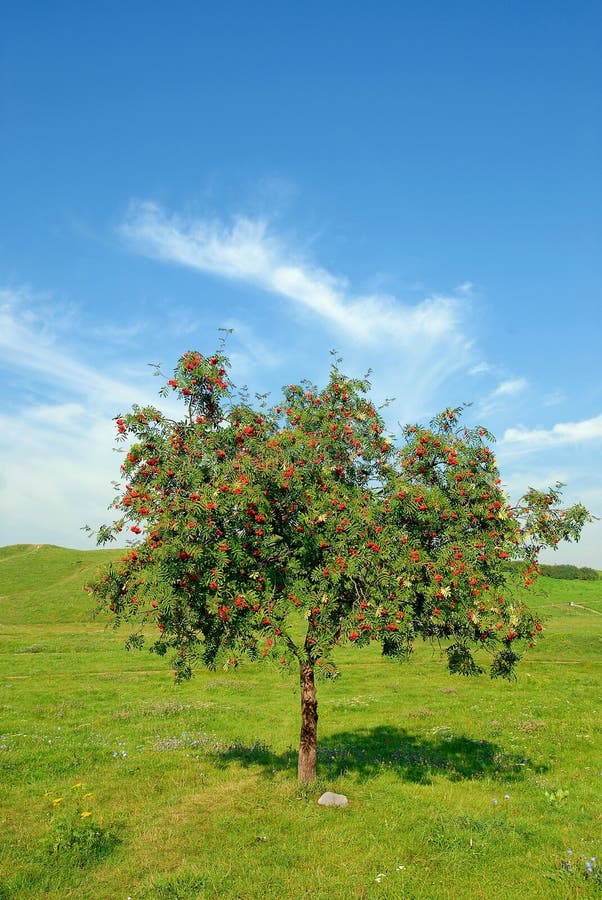 Rowan tree stock image. Image of color, landscape, tree - 6308385