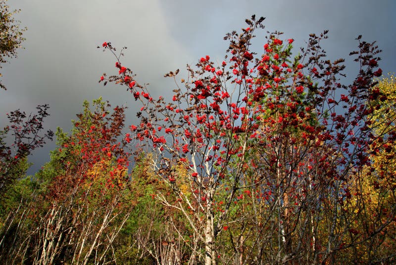 Rowan tree in autumn stock image. Image of sunlight, berries - 25410803