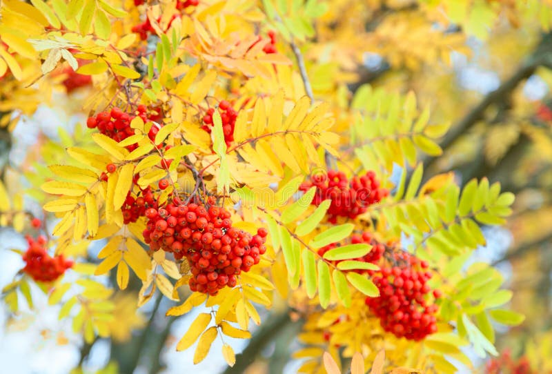 Rowan tree in autumn stock image. Image of ripe, ashberry - 59645163