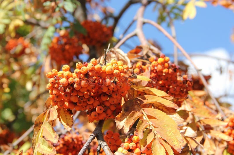 Rowan tree in autumn stock photo. Image of orange, autumn - 76866136