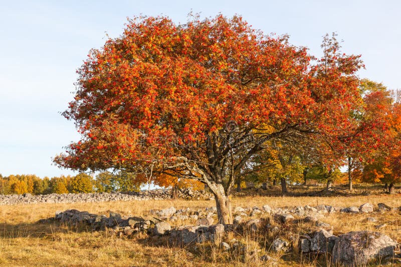 Rowan tree at autumn stock photo. Image of grassland - 44915634