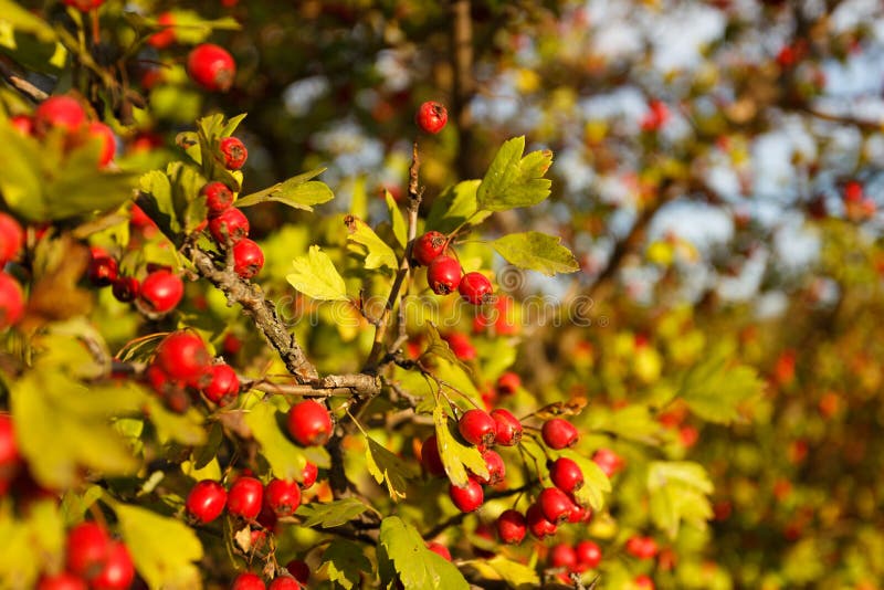 Rowan Tree at Autumn Forest Stock Photo - Image of botanical, nature ...